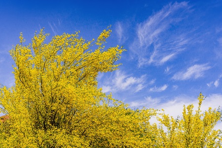 What Is the Fastest Growing Shade Tree in Arizona? | MasterAZscapes LLC